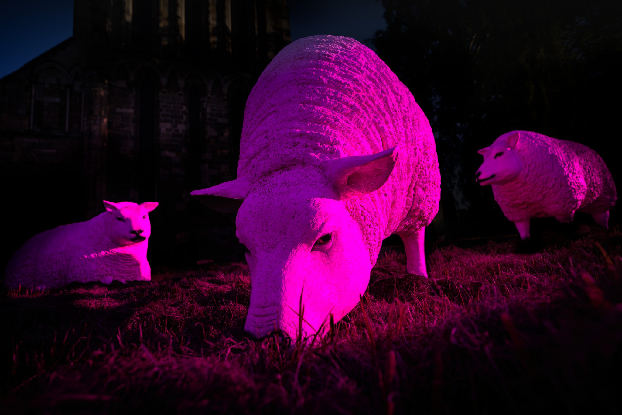 Illuminated Sheep heading to Bamburgh Castle - Bamburgh Castle